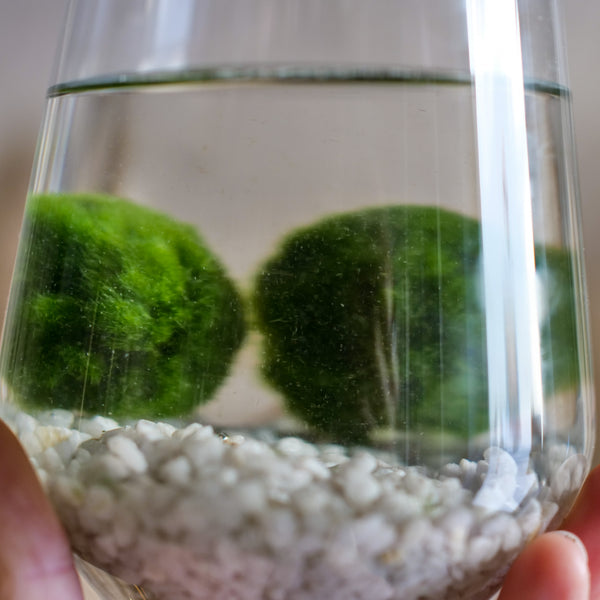 Marimo – Il Giardino di Vetro